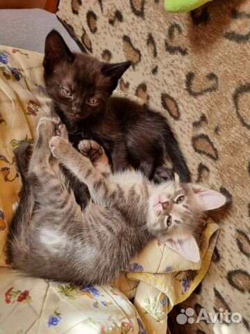 Котята Бурманская сибирская