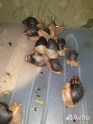 Отдам улиток