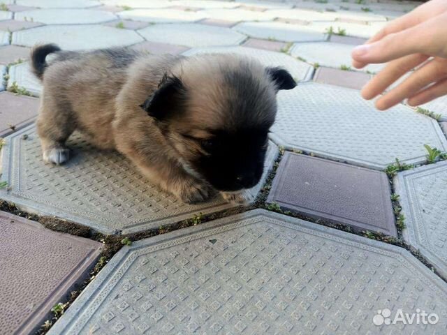 Собака в добрые руки щенок