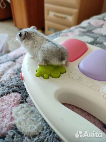 Джунгарские хомячки, девочка и мальчик с клеткой