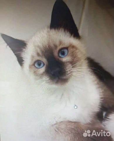 Котенок в дар