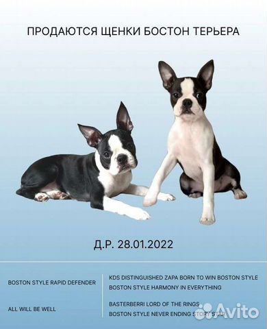 Щенки бостон терьер
