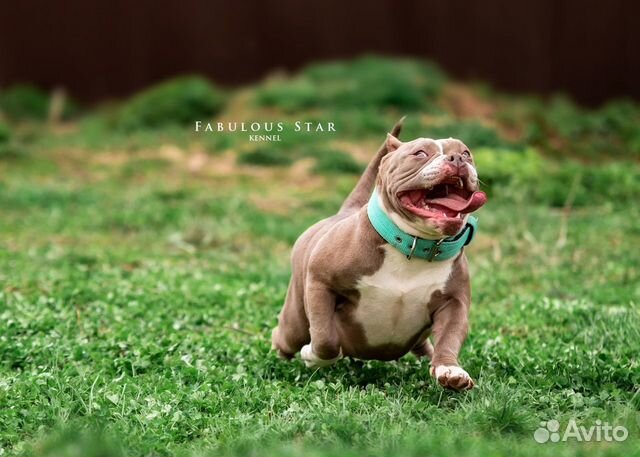 Американский булли - сука юниор