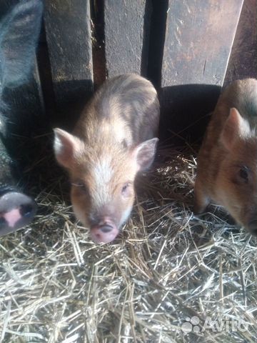 Поросята