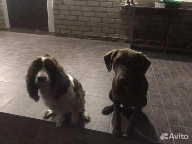 Щенки в добрые руки