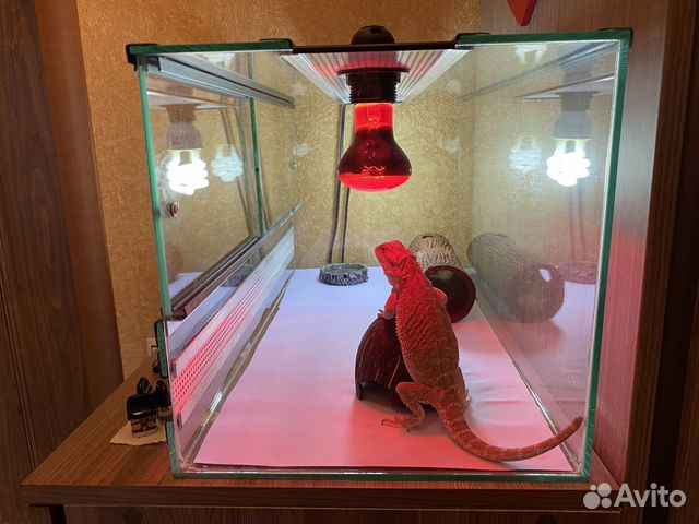 Бородатая агама