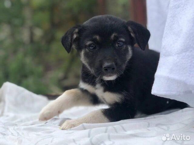 Маленький комочек счастья в дар, щенок 1 мес