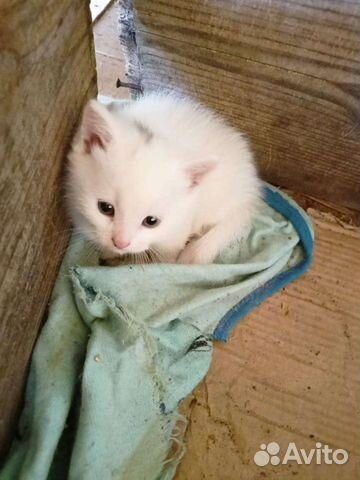 Котята (мама шотландка, папа беспородных)