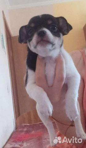 Щенки чихуахуа