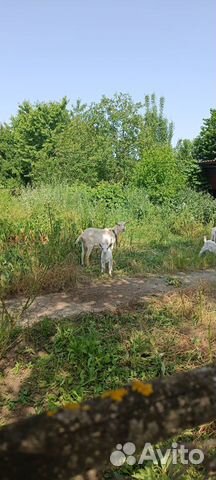 Козочка и 2 козлика