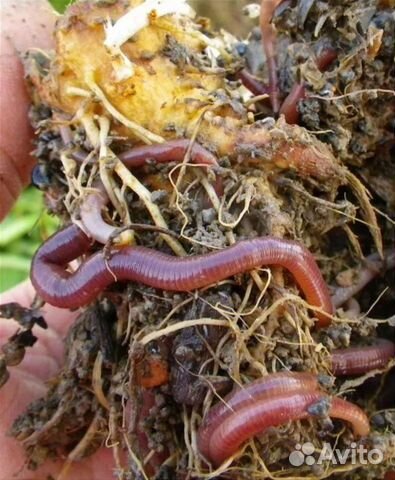 Черви старатель