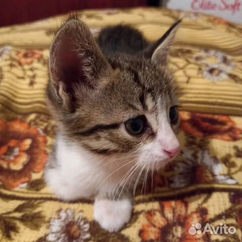 Отдам кота в добрые руки