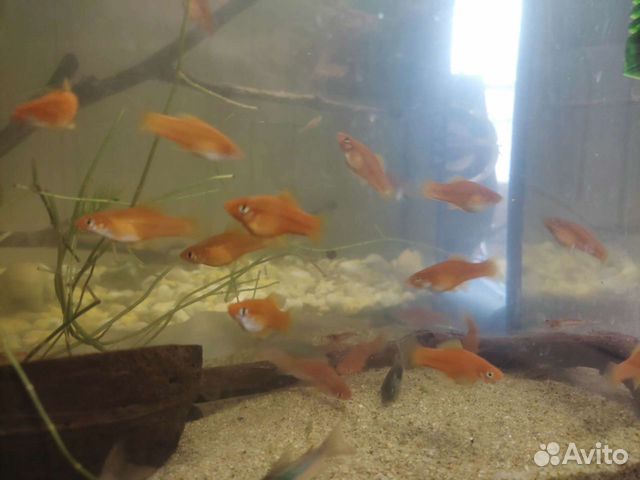 Меченосцы подростки