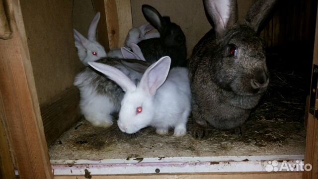 Продажа крольчат
