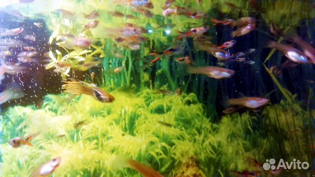 Рыбки гуппи Эндлера