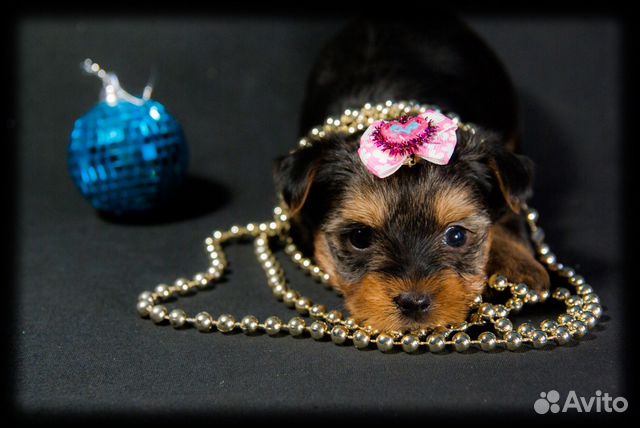 Девочки и мальчики