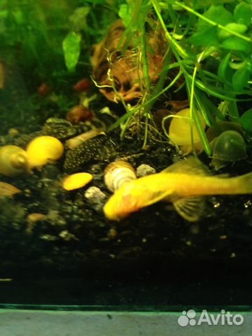 Предлагаю сомиков анцитрусов