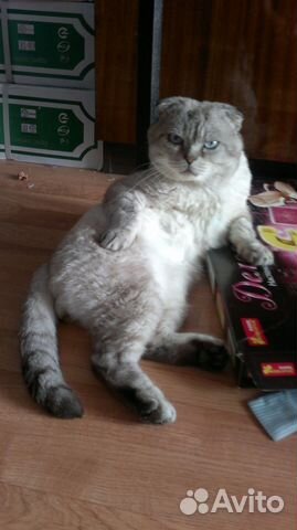 Кот породы Скоттиш Фолд ищет семью