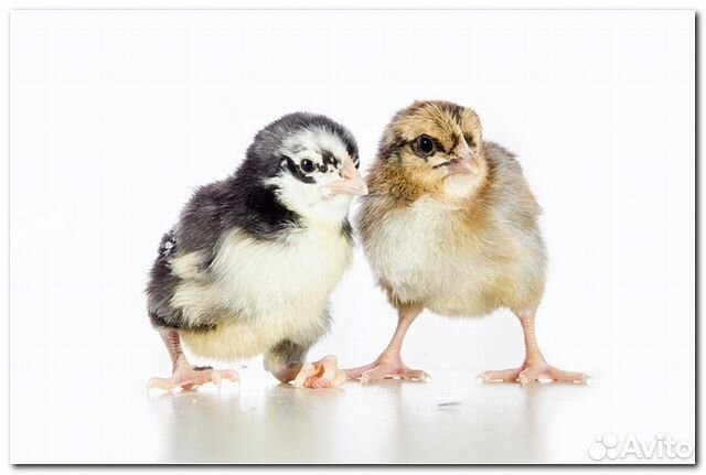Цыплята кур Пушкинской породы