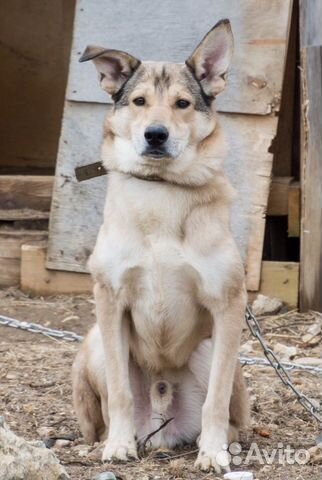 Шарик ищет дом