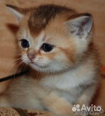 Золото 2х месячное