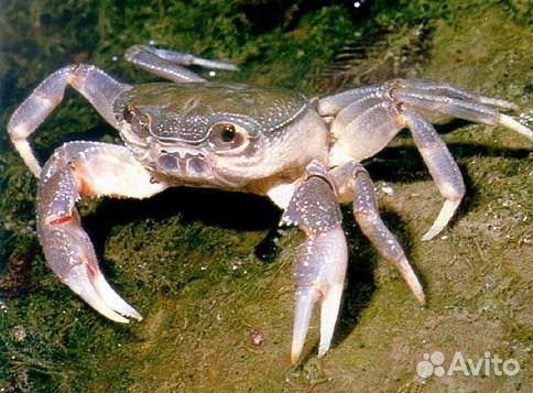 Краб пресноводный-Потамон. Опт, розница