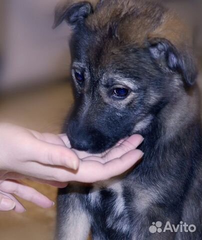 Весёлые, плюшевые щенки в добрые руки