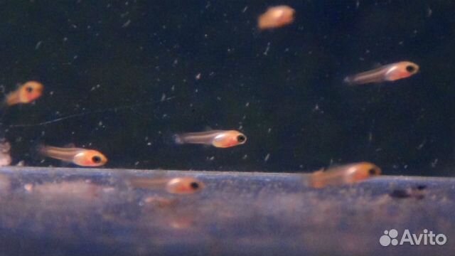 Меченосец. Красный