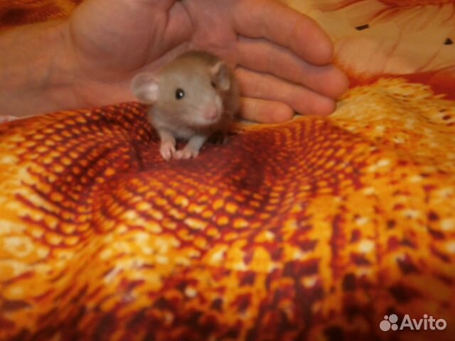 Крысята, крысы, крыски - дамбо