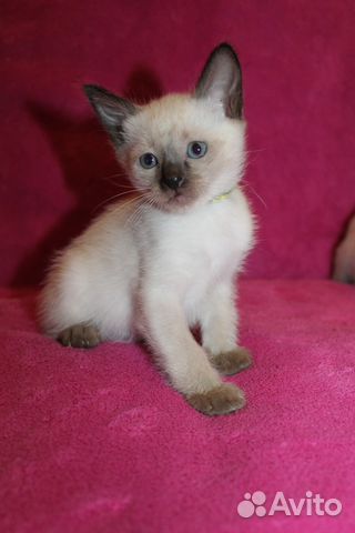 Милые сиамские котята