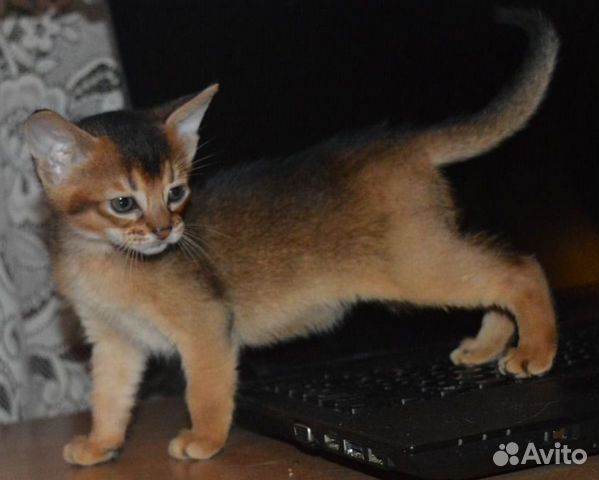 Милые непоседы