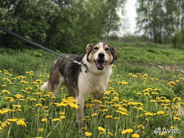 Старушка Васса ищет дом