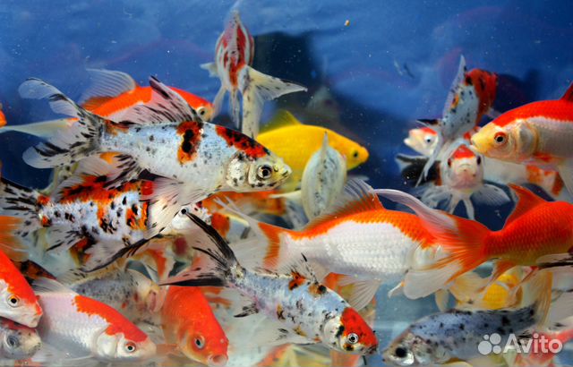 Продам прудовую рыбу: карпы коя, кометы