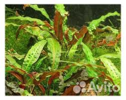 Криптокарина родственная