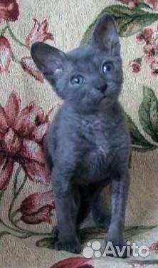 Парнишка уральский рекс