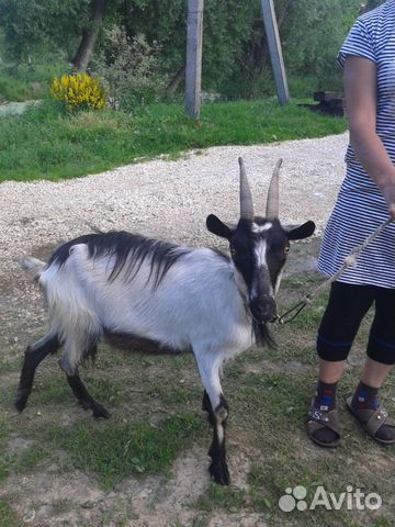 Козы, козлики, козочки. Услуги козла производителя