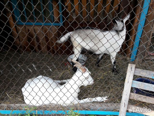 Козлик И Козочки