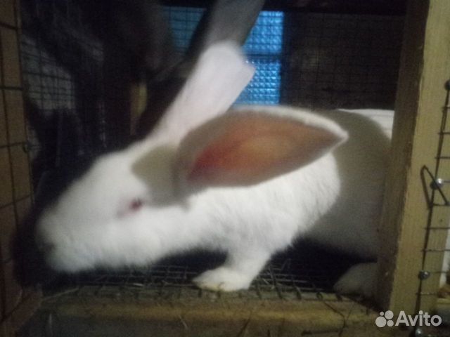 Кролики великаны на завод