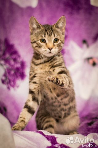 Котята Роскошные Мини-Рысята