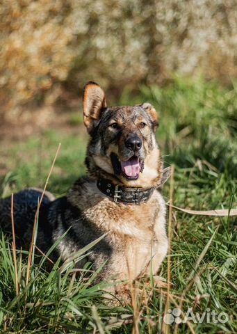 Крупный пес Бим в добрые руки
