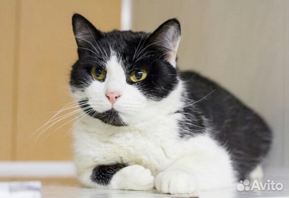 Крупный кот ждет хозяев