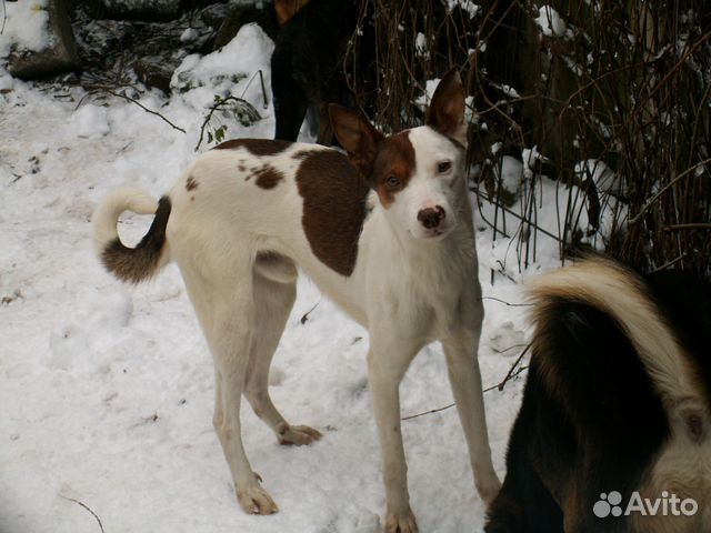 Ищет дом кобелек Бой