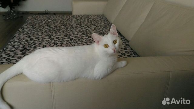 Беленькая кошечка
