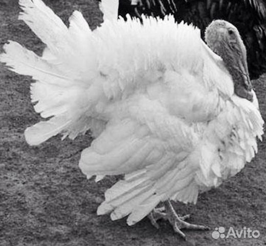 Индюки, индюшка, индюшатина,индейка Халяль