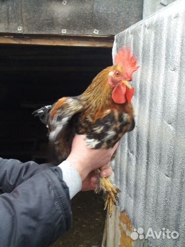 Продам петухов