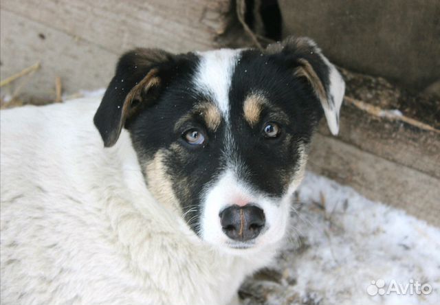 Шикарная деваха ищет дом