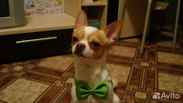 Жених Чихуахуа с доставкой