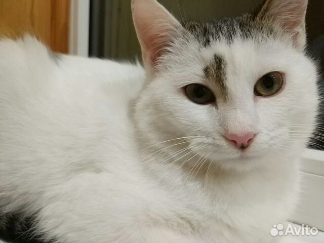 Котик ищет дом