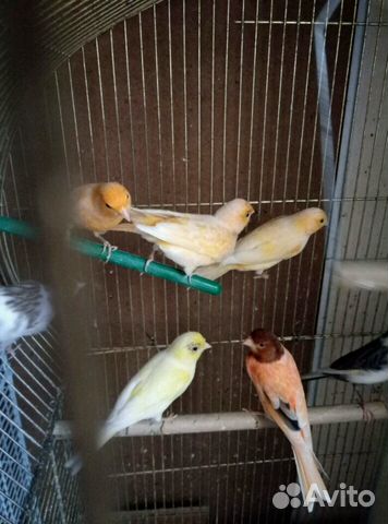 Продаём кеноров и канареек