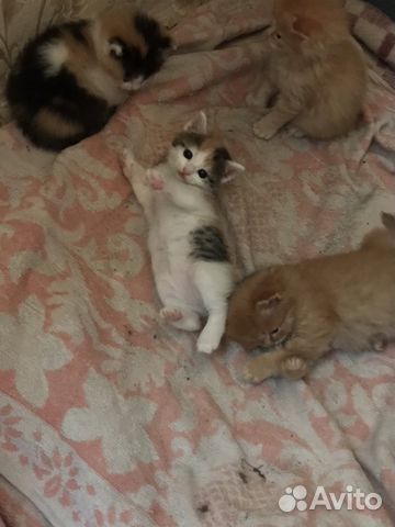 Котята приносящие счастье